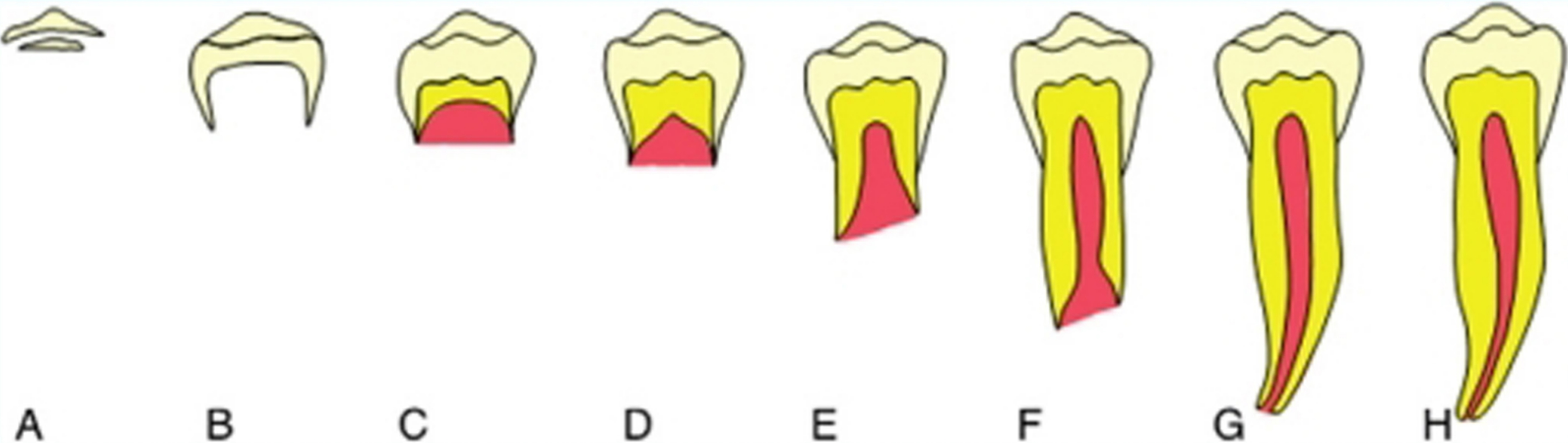 Journal of Clinical Pediatric Dentistry (JOCPD)