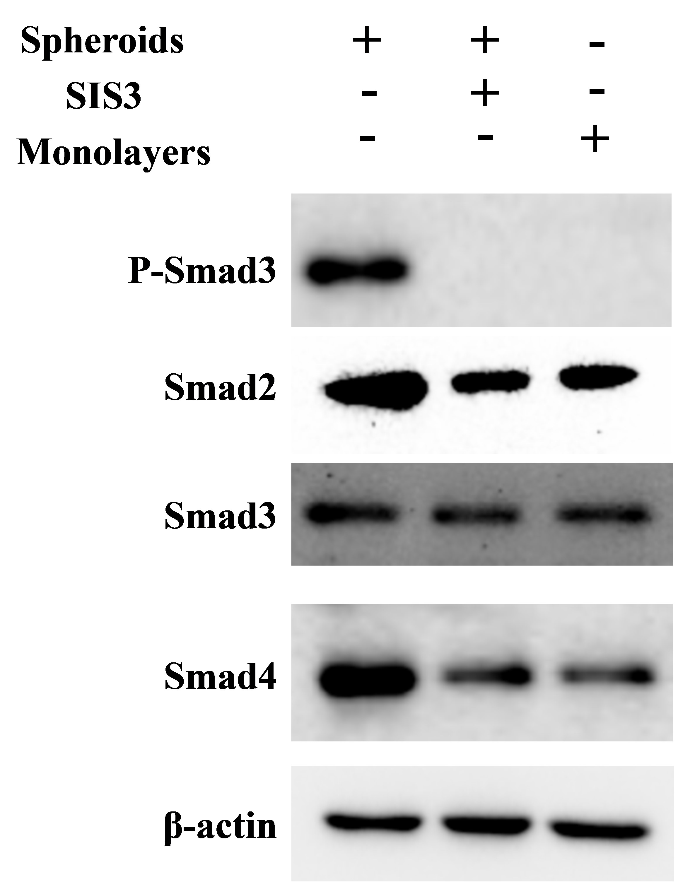 Journal of Clinical Pediatric Dentistry (JOCPD)