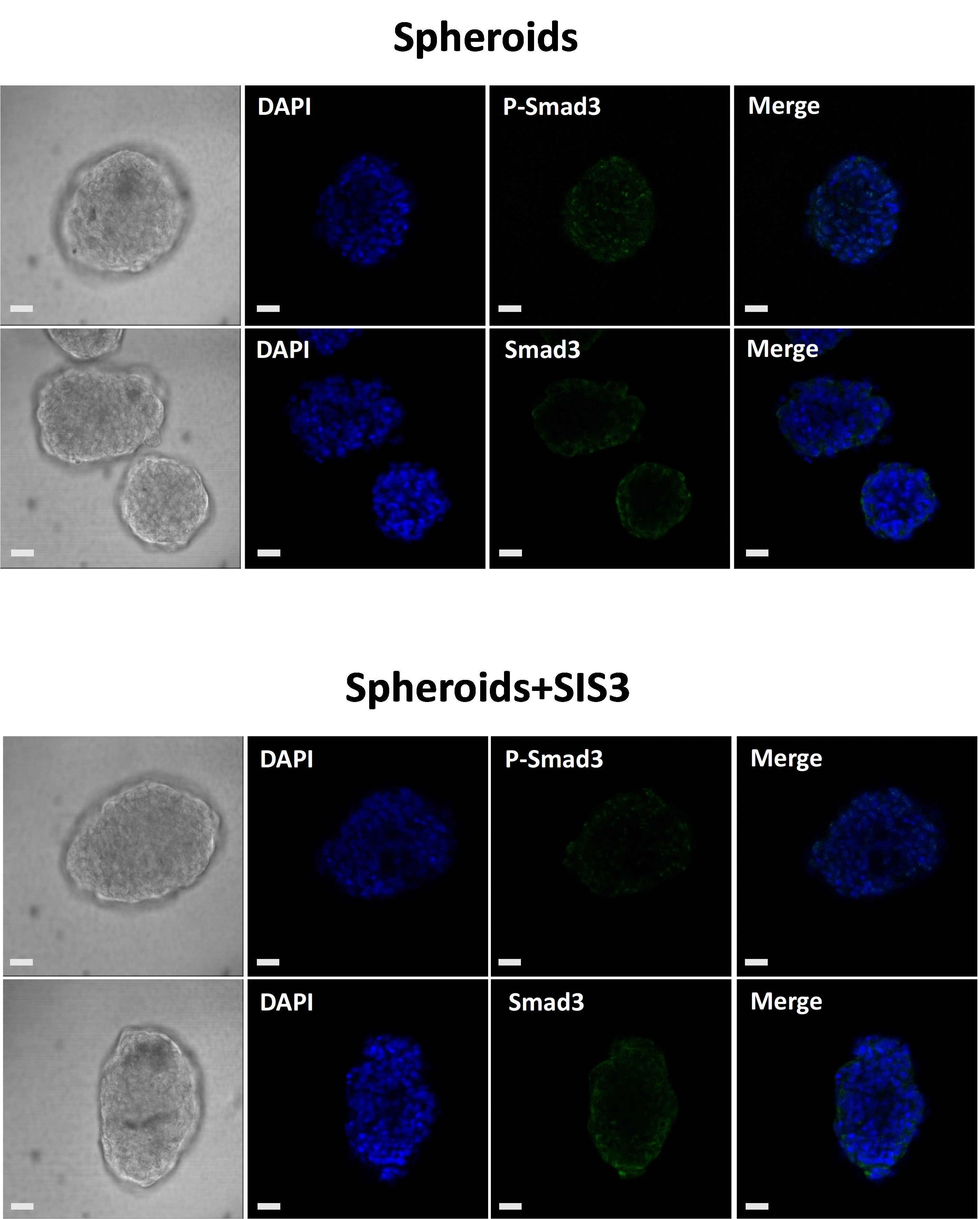 Journal of Clinical Pediatric Dentistry (JOCPD)