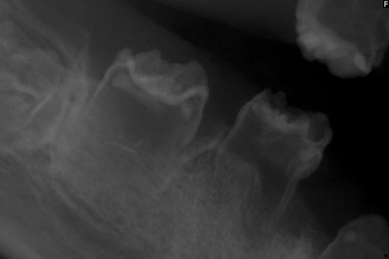 Journal of Clinical Pediatric Dentistry (JOCPD)