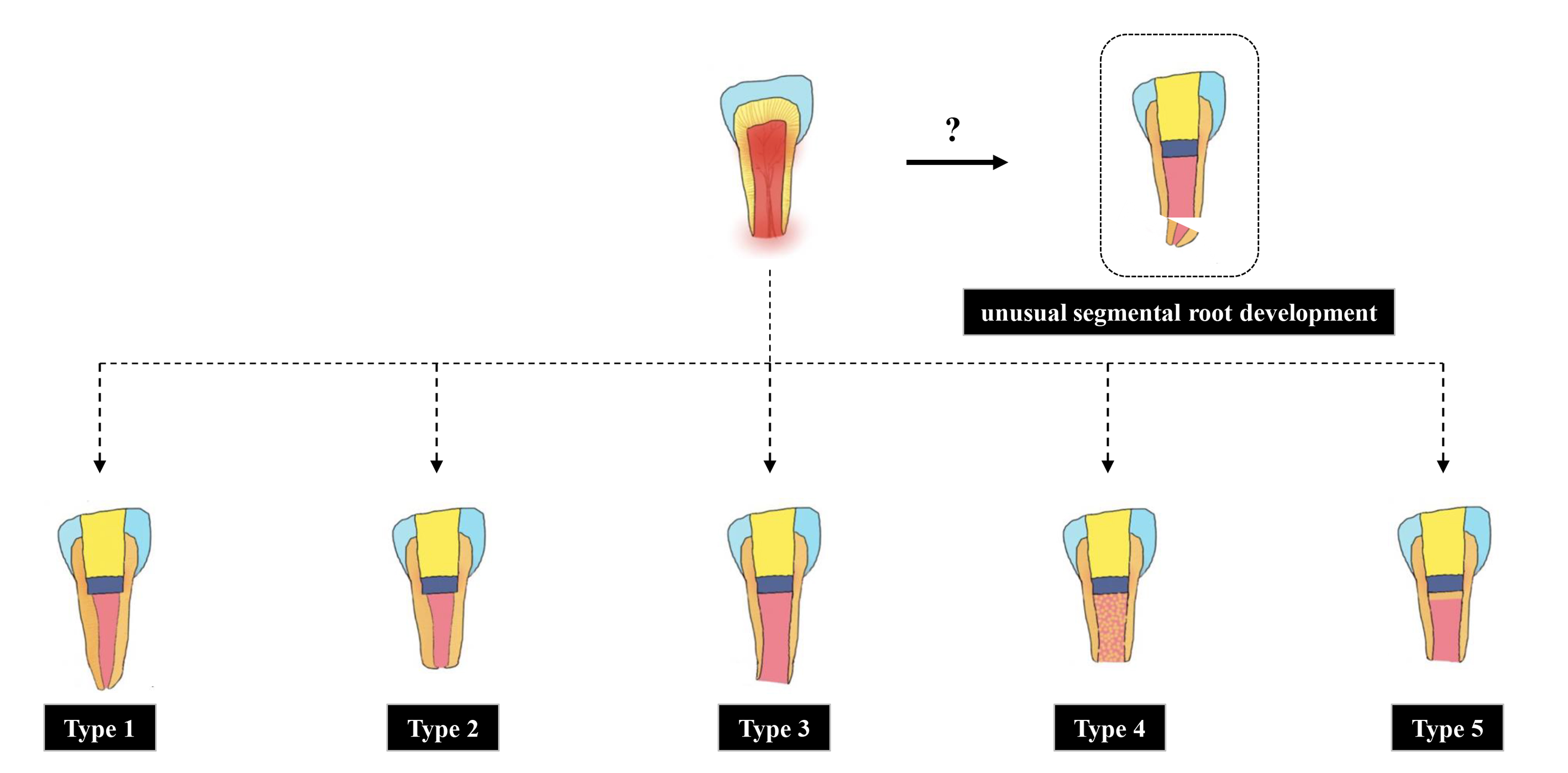 Journal of Clinical Pediatric Dentistry (JOCPD)