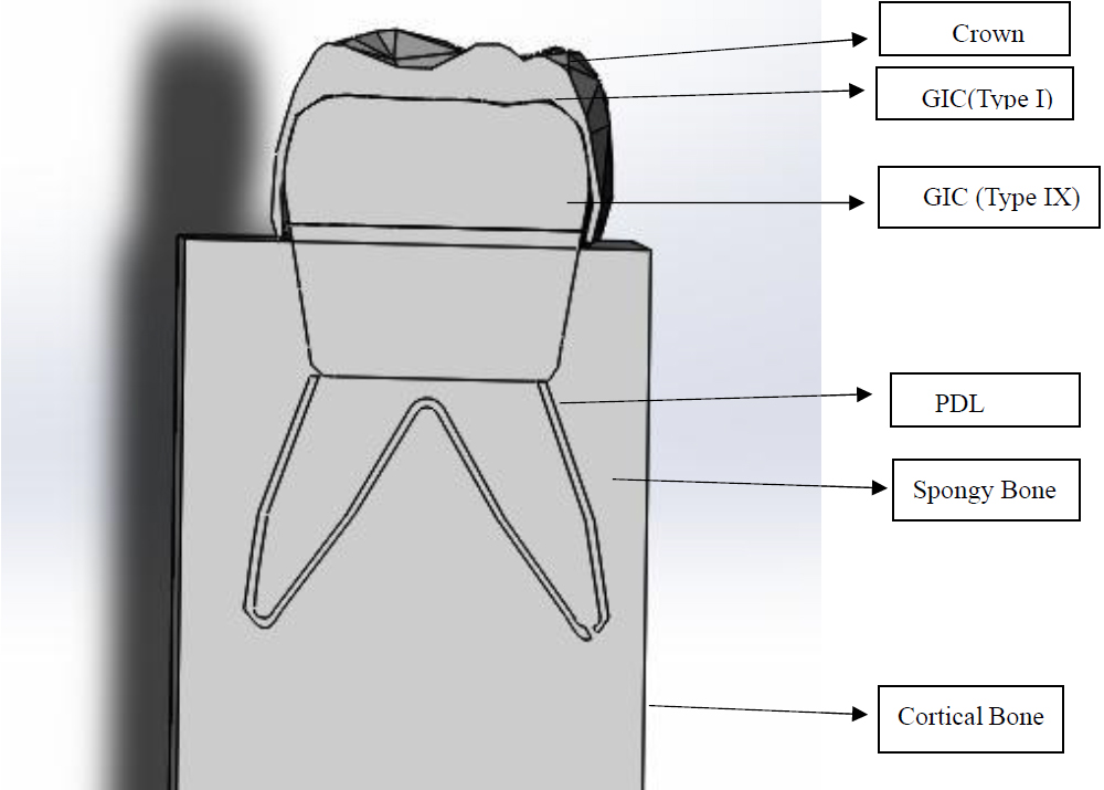 Journal of Clinical Pediatric Dentistry (JOCPD)