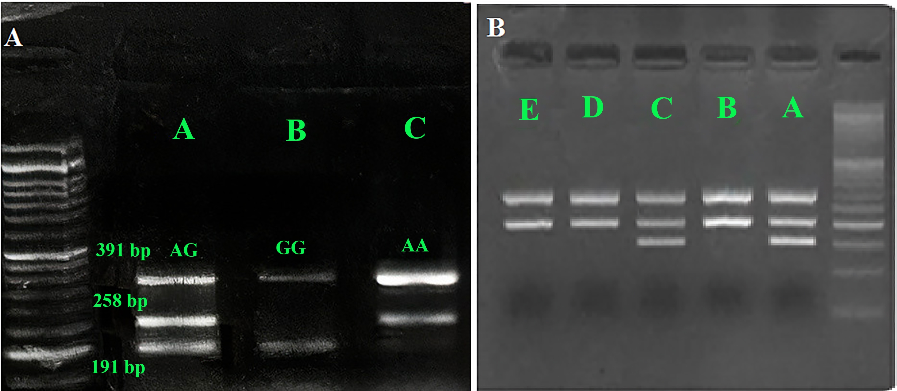 Journal of Clinical Pediatric Dentistry (JOCPD)